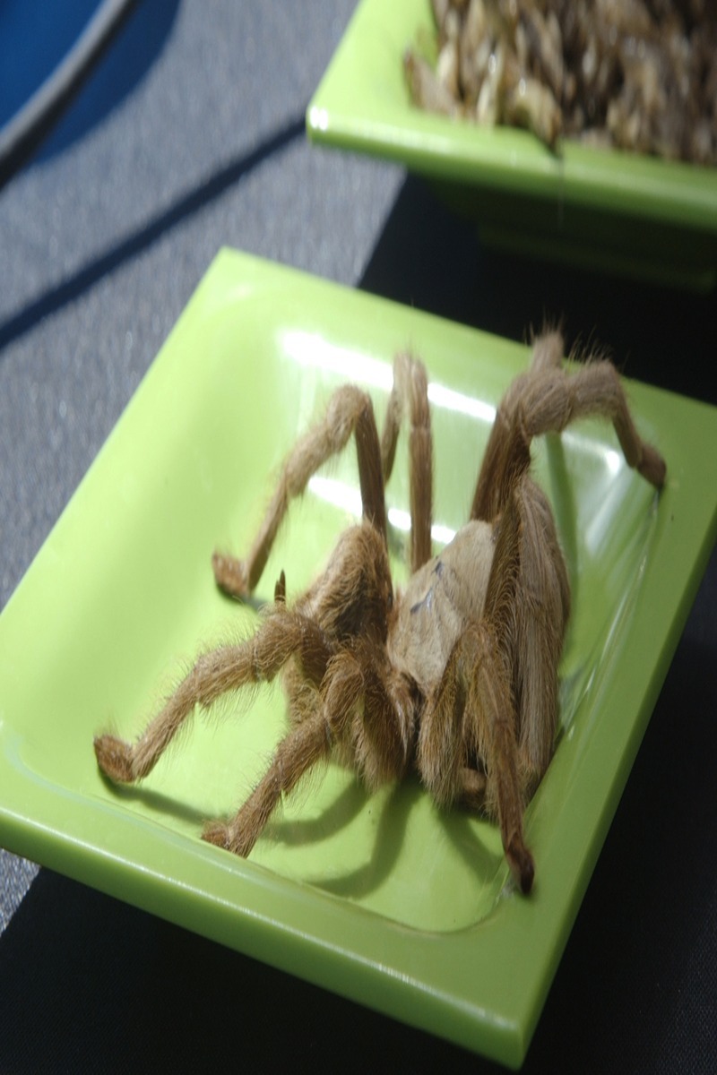 The Bug Chef, Making Edible Insects Delicious