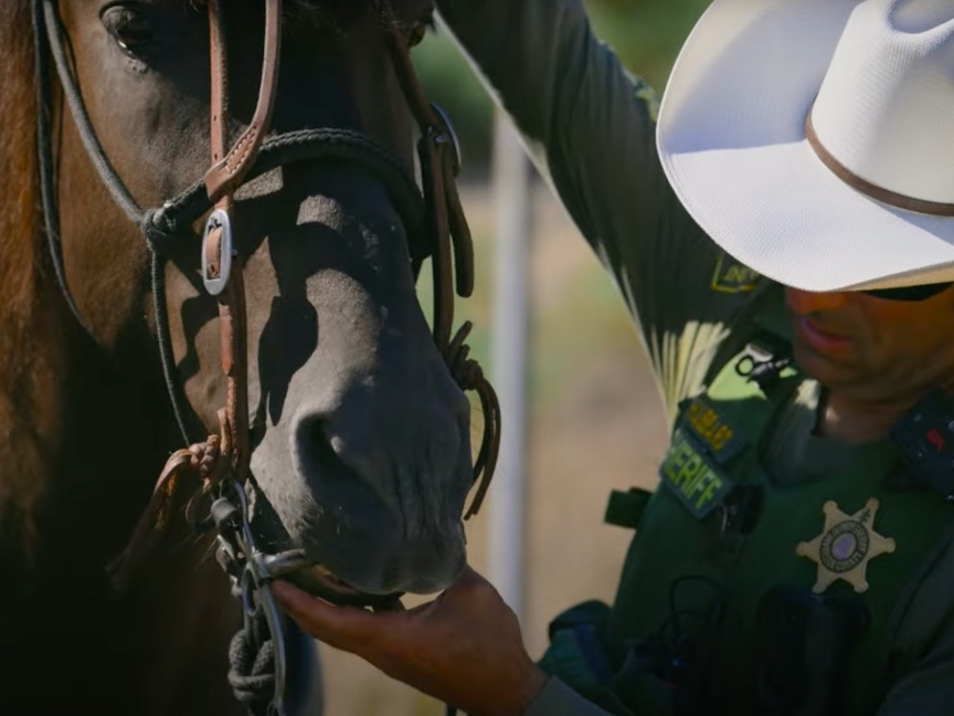 How Abused Horse 'Maverick' Joined The RivCo Sheriff's Department