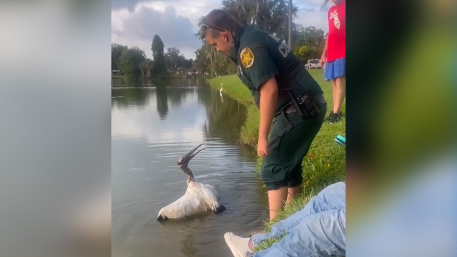 WATCH: Wood stork tangled in fishing line rescued by Polk animal ...