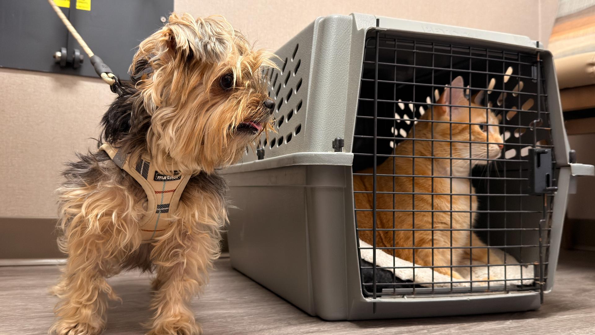 Meals on Wheels PALs program feeds seniors — and their pets