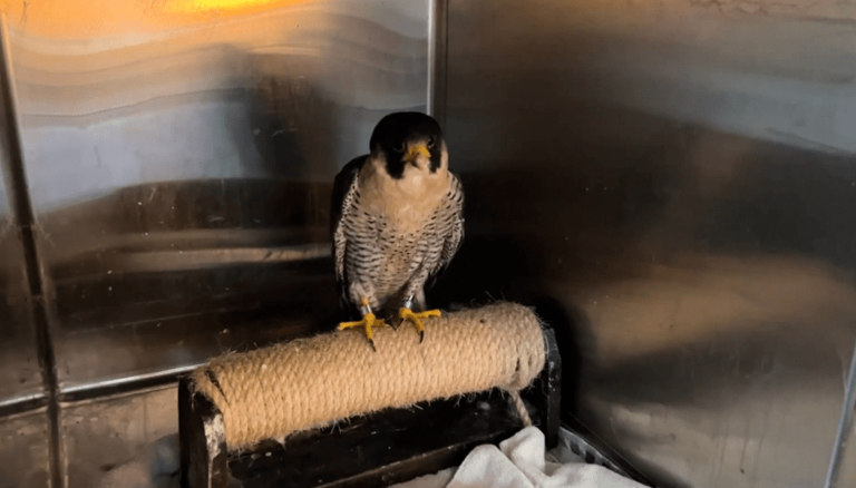 Rhode Island dentist helps save peregrine falcon with broken beak