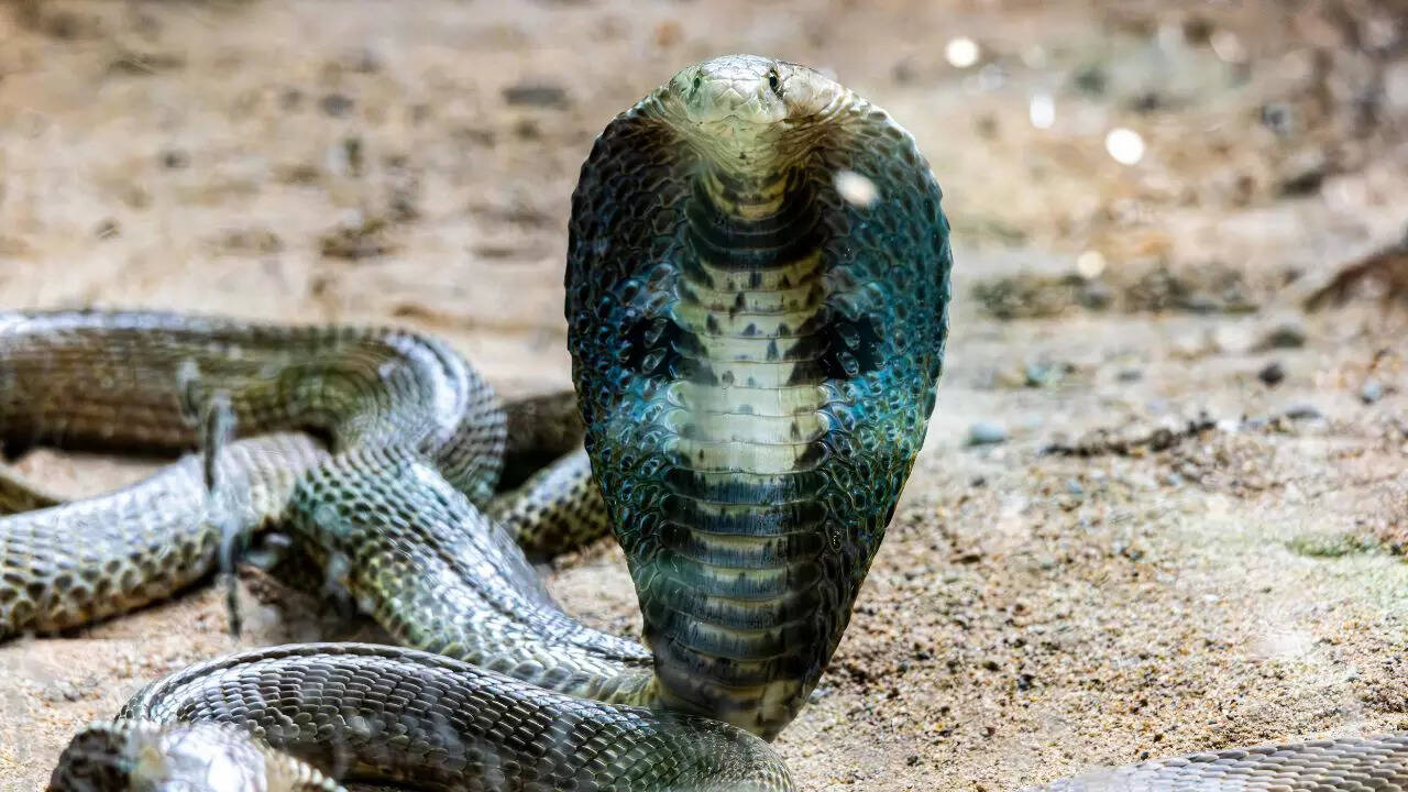 8 Mind-Blowing Snake Facts That Prove They’re Nature’s Survivors