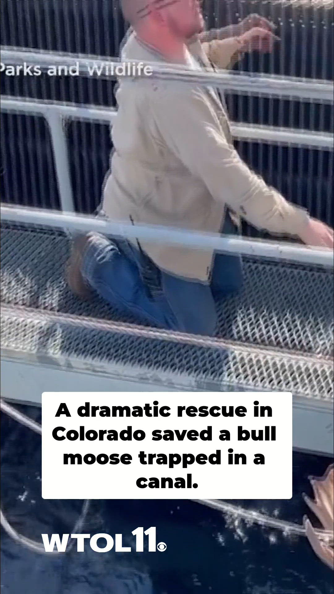 Colorado wildlife officers rescue trapped bull moose from canal