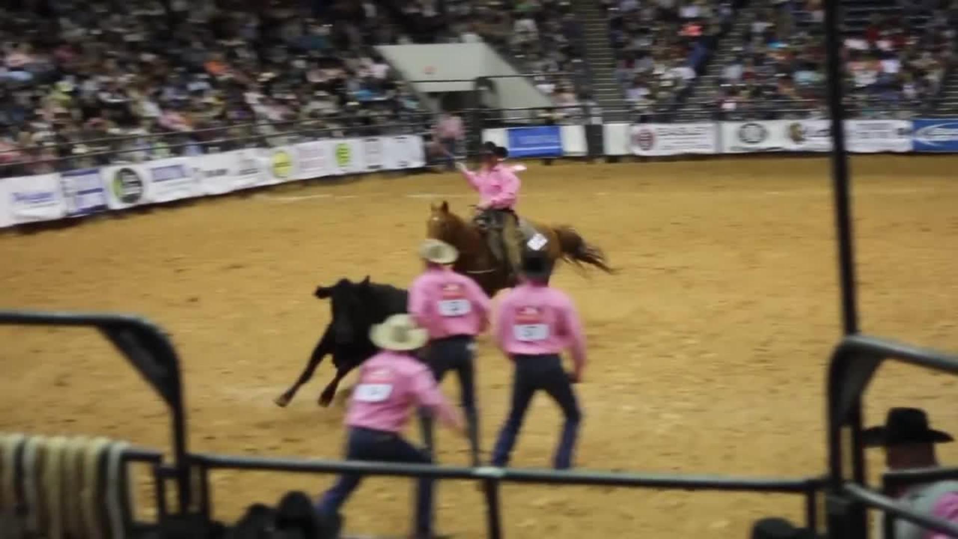Rodeo Cowboy Gets Kicked Milking Wild Cow