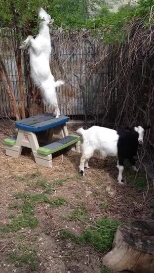 Goat Faints and Falls Off Table