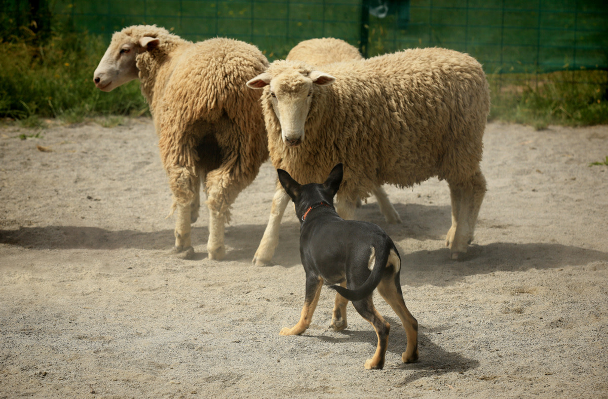 Watch the Epic Showdown as These Herding Dogs Stare Down Sheep