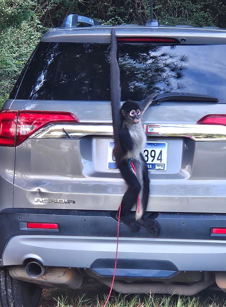 Pet spider monkey escapes from owner — is later lured back and caught ...