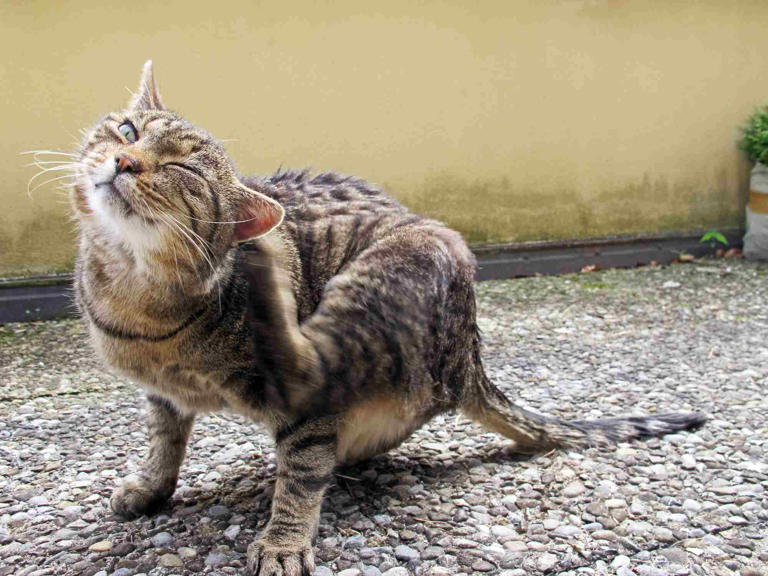 Otitis en gatos: causas, síntomas, diagnóstico, tratamiento y prevención