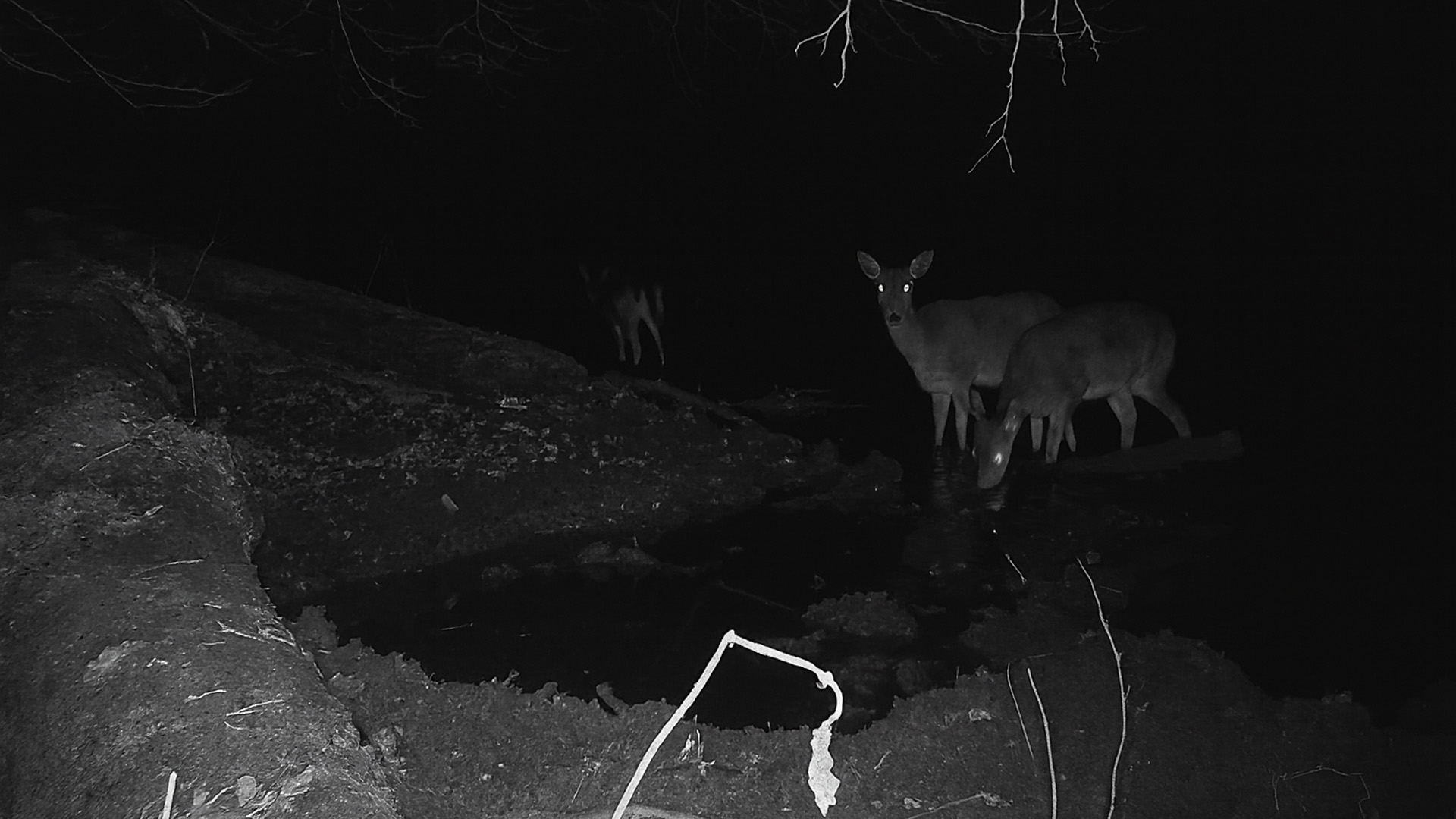 Remote Camera by Water Captures Wildlife