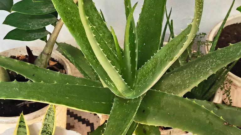 8 indoor plants to beat winter smog and keep your home air clean