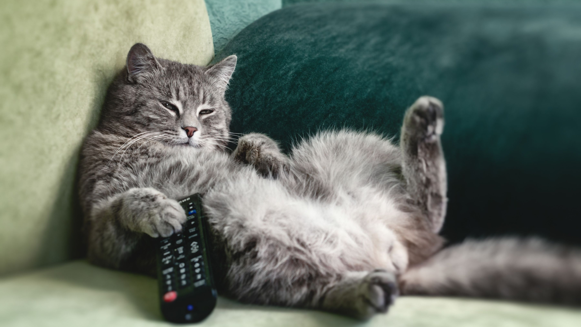 Why Cats Might Be The Chillest Pets On The Planet