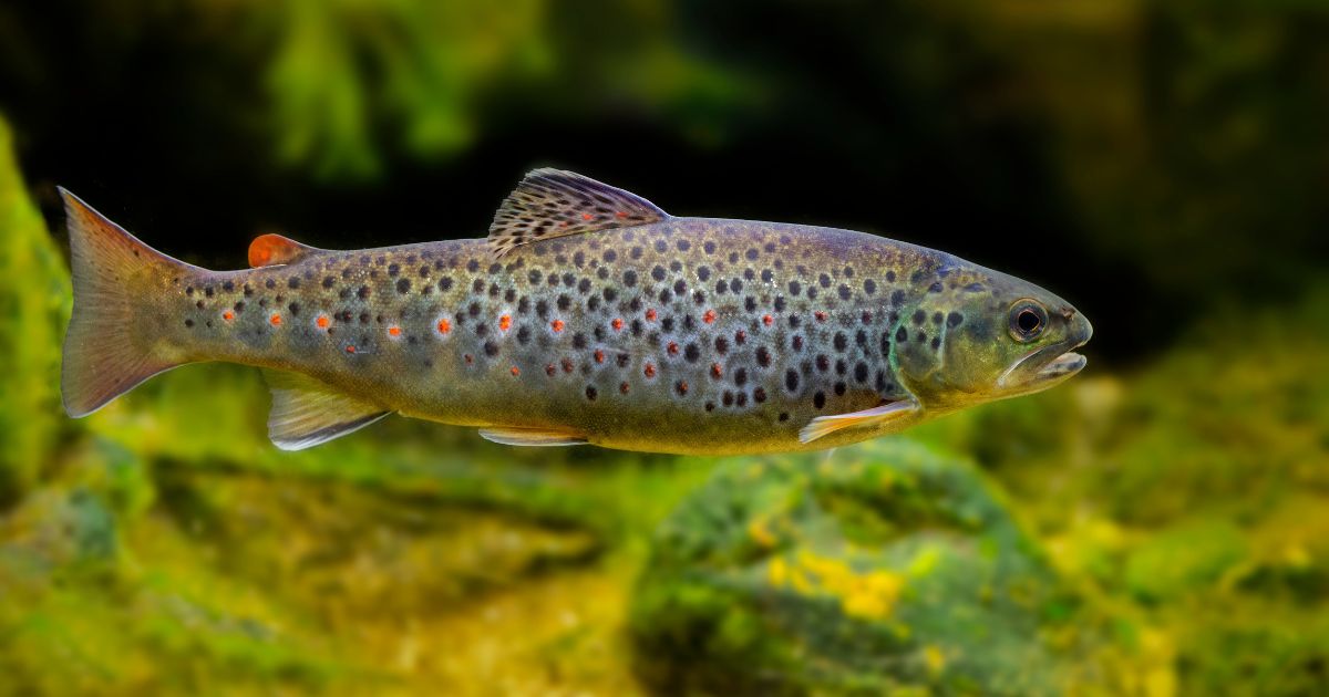9 Quirky Facts About Idaho That Sound Made Up (But Are 100% True)