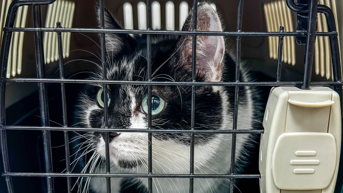 Katze in Box eingesperrt und dem Tod überlassen