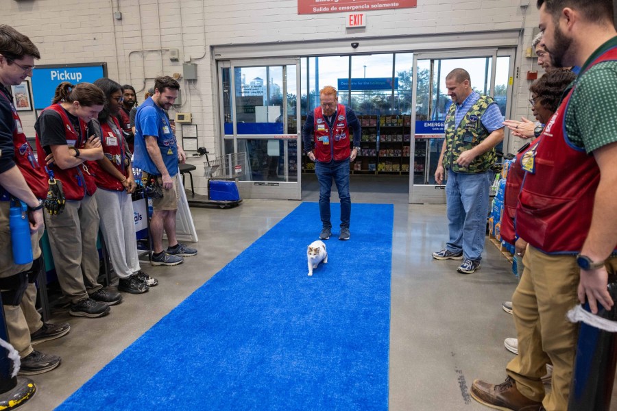 Blue carpet rolled out for Lowe’s cat Francine as she returns from NC ...