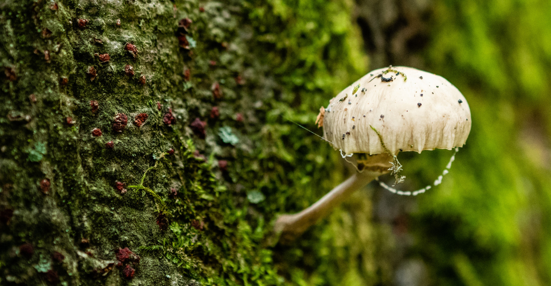 Fatal fungi and other deadly mushrooms