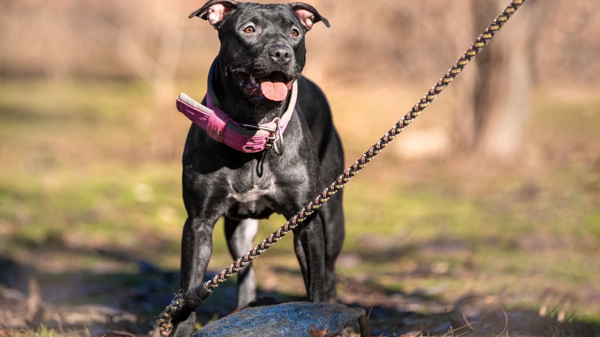 13 Dog Breeds With A Reputation For Bite Risks