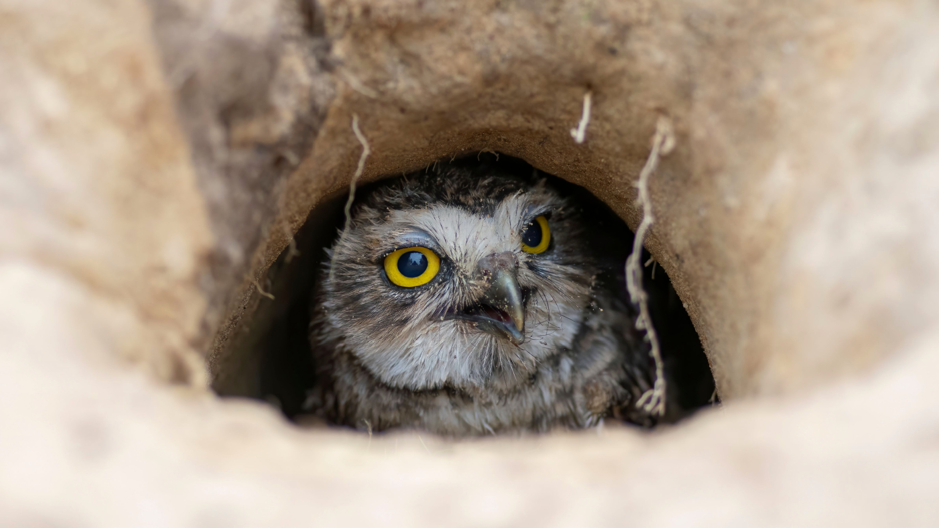 10 Canadian Animals You Didn’t Know Were Endangered