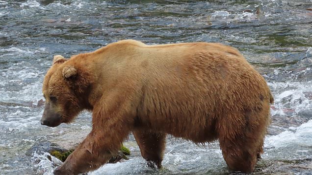 Bear enters home and faces off tiny dog