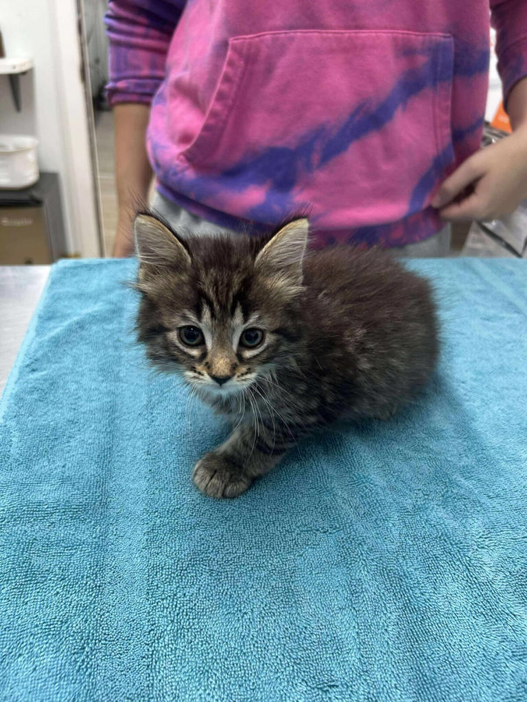 Shelter Worker Finds Kitten Waiting By The Door Next To A Heartbreaking ...