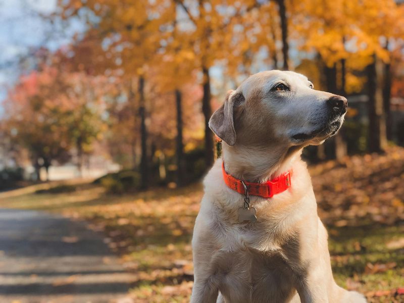 7 Gentle Dog Breeds That Offer Real Emotional Support And 5 Breeds That ...