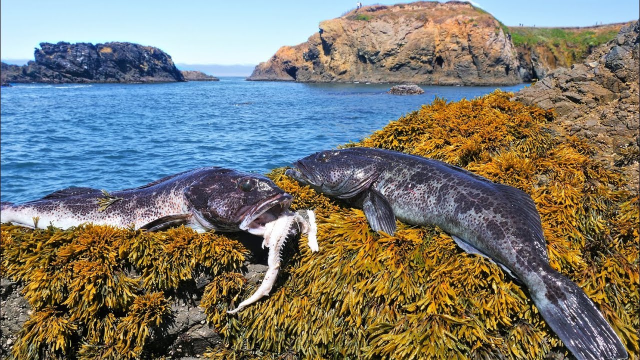 Two legal lingcod caught from shore in just one hour!