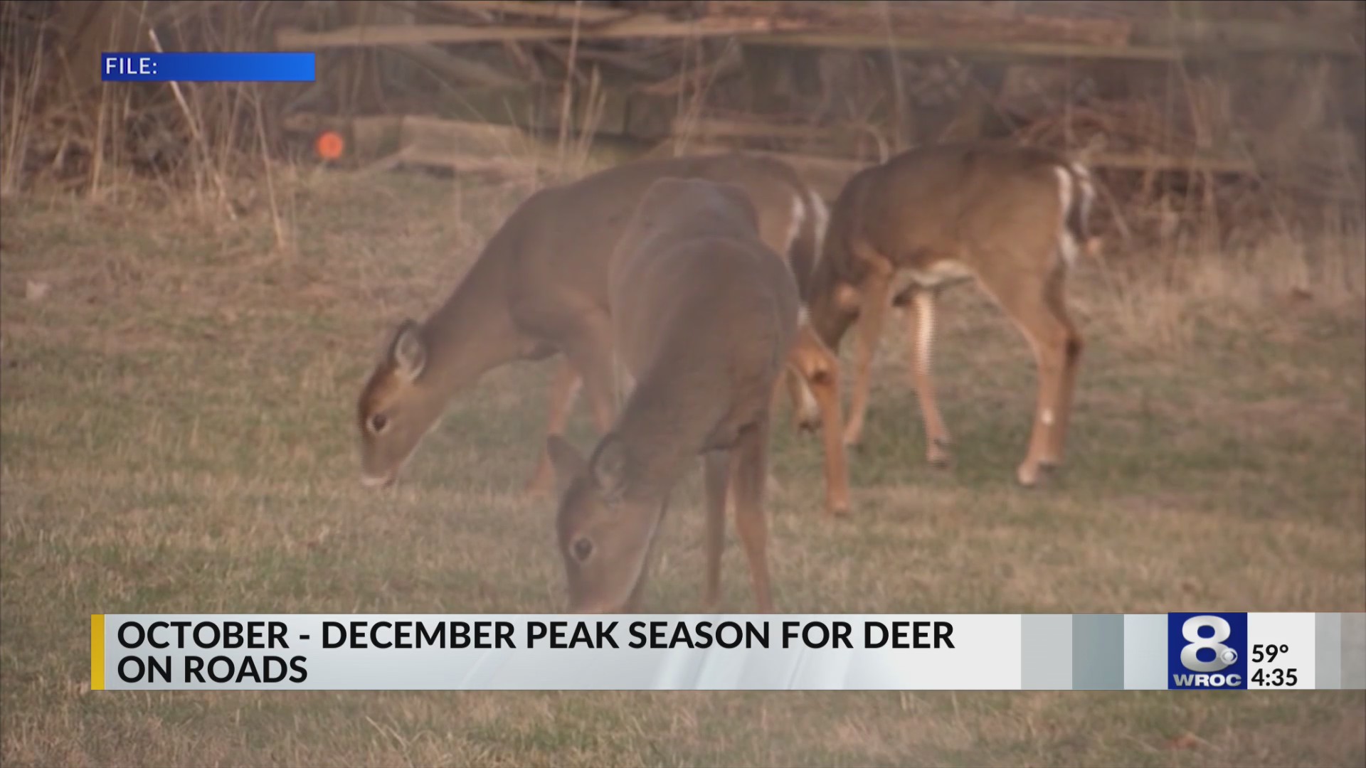 What to do, who to call when you hit a deer?
