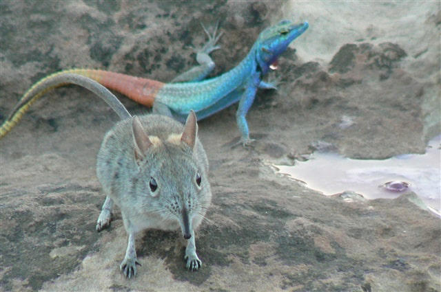 The Rise and Fall of Dinosaurs, As Explained by Extinction Events