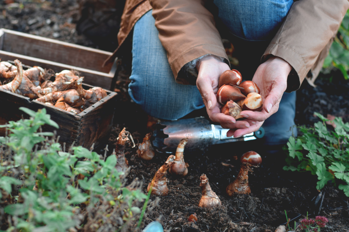 6 Fall Gardening ‘No-Nos’ That Could Ruin Your Yard, According to an Expert