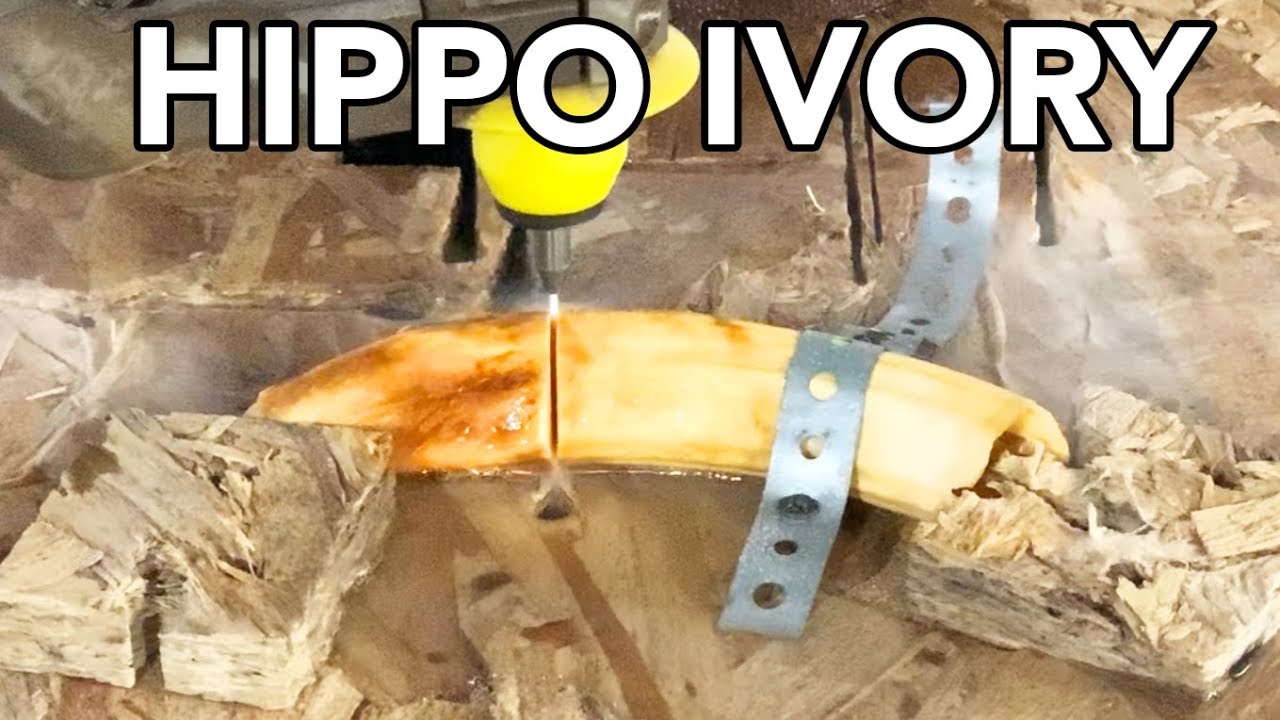 Cutting a hippo tooth to extract the ivory