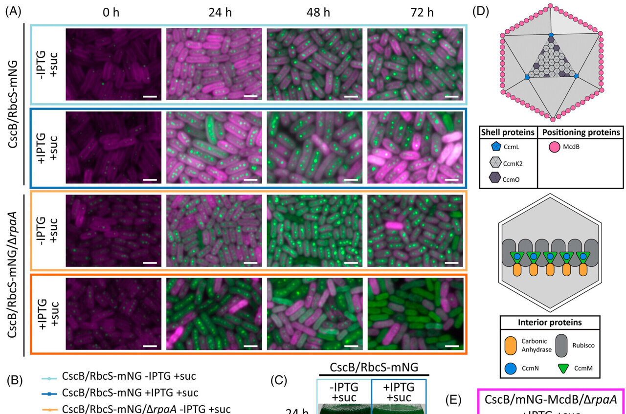 Scientists discover regulatory pathway behind cyanobacteria's carbon ...