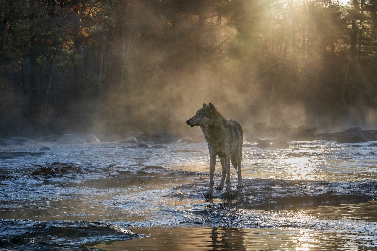 Ever Seen Wolves Fishing for Salmon? Now's Your Chance.