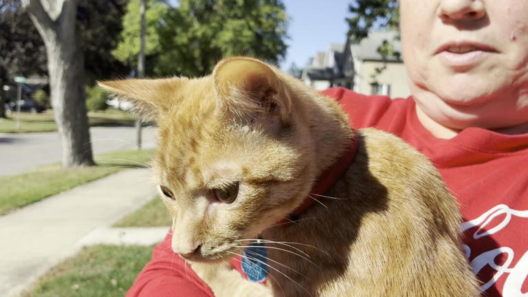 Animal lovers concerned after series of cat trappings, poisonings in ...