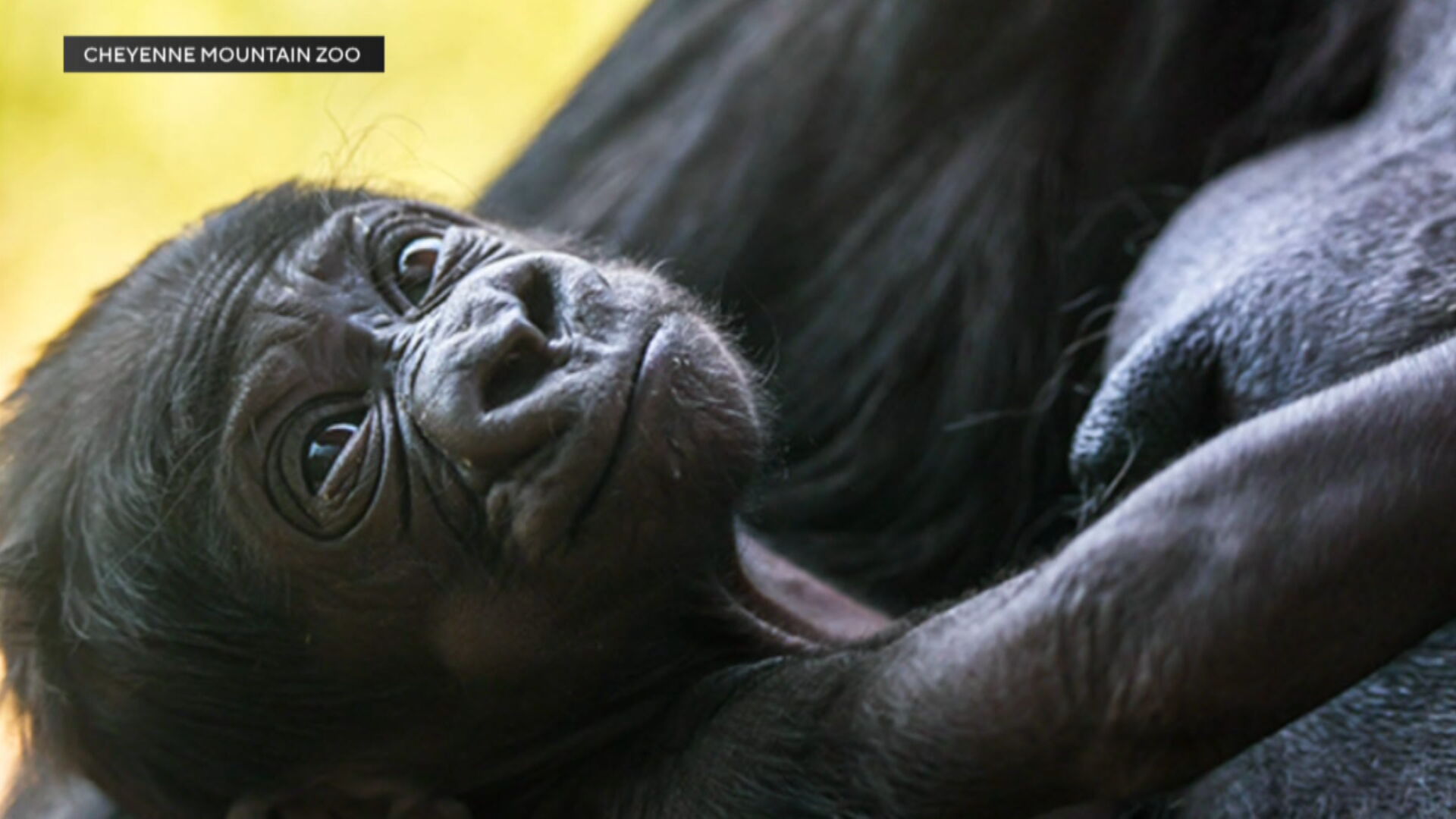 Colorado's Cheyenne Mountain Zoo says you can help name baby gorilla