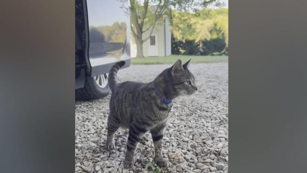 Fearless feline: Ray Ray the cat rides 100 miles on roof of Pennsylvania family's van