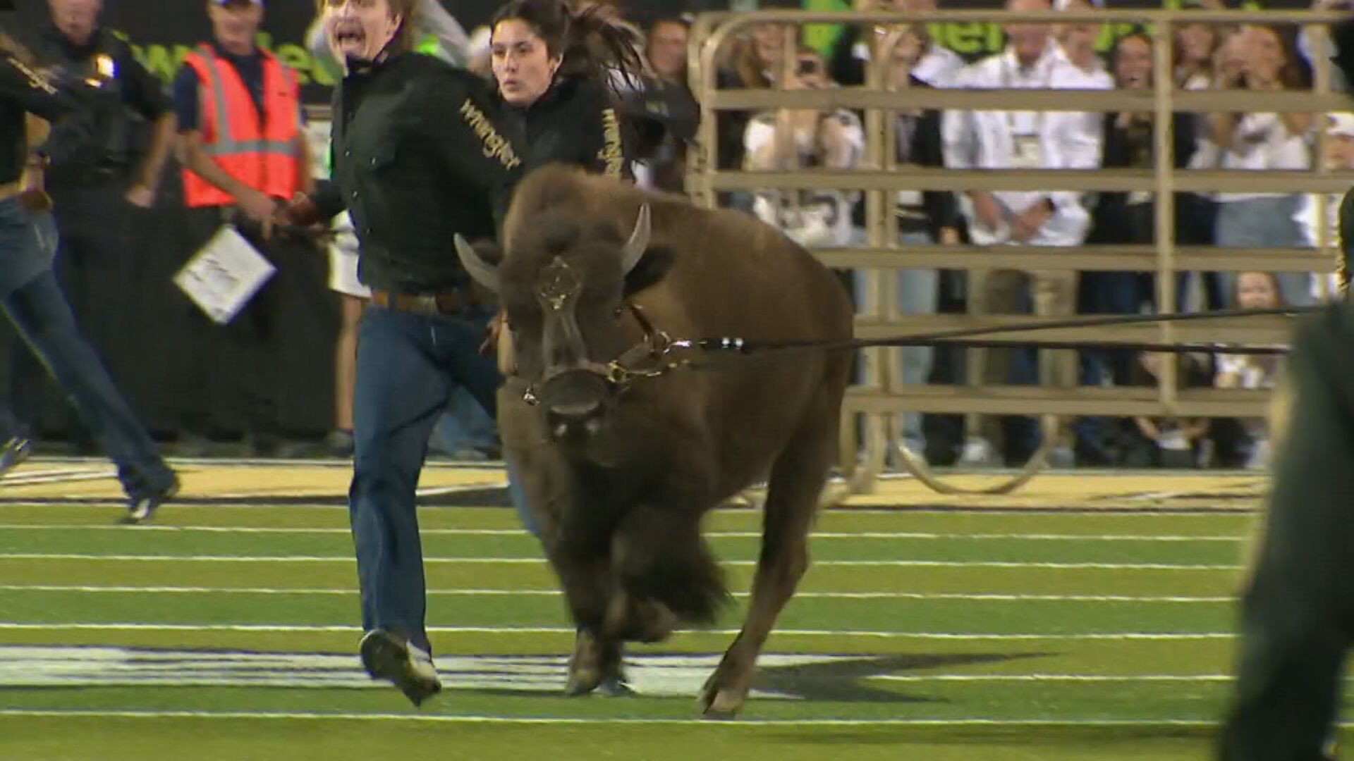 Former owners say newest University of Colorado mascot perfect "Ralphie ...