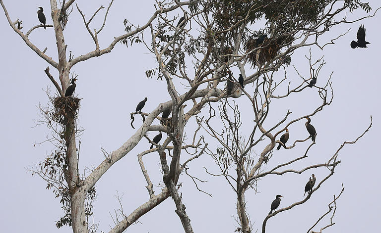 Photos | Cormorants roost at Schwan Lake in Live Oak