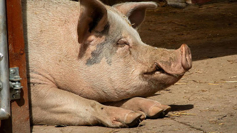 El primer trasplante de hígado de cerdo mantuvo vivo a un paciente ...