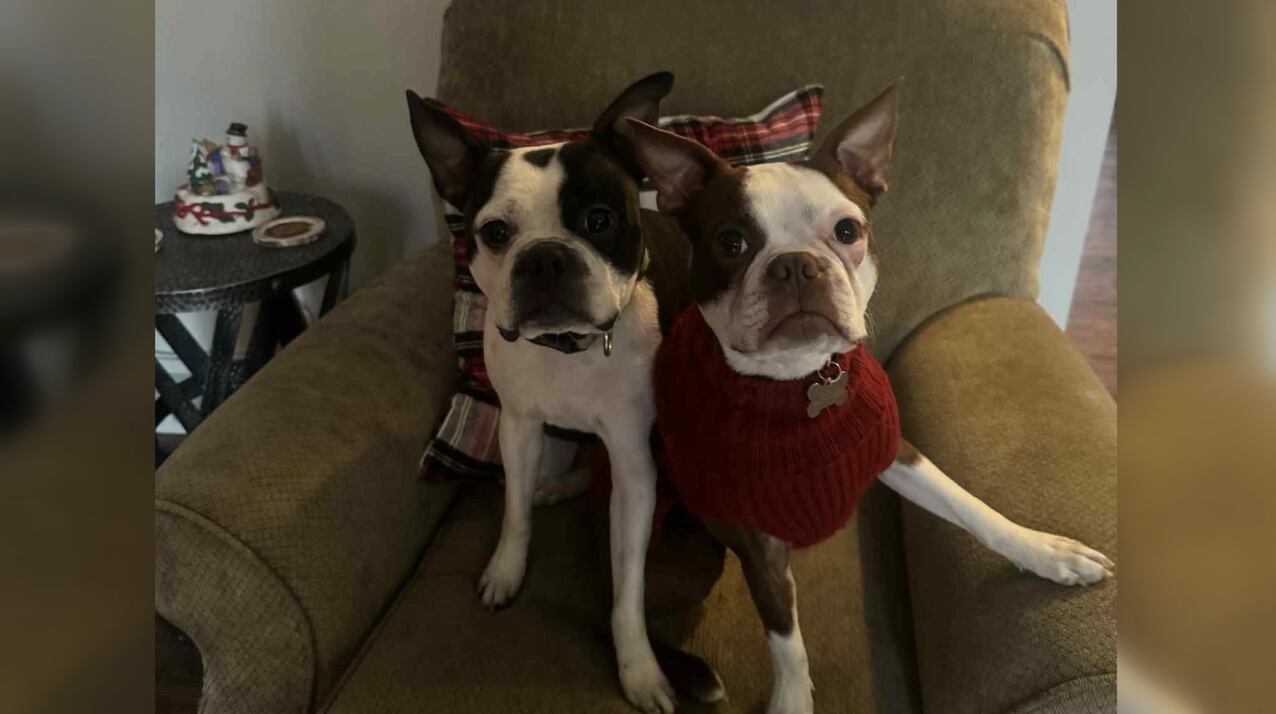Off-duty police chief accused of shooting two dogs after he says they ...