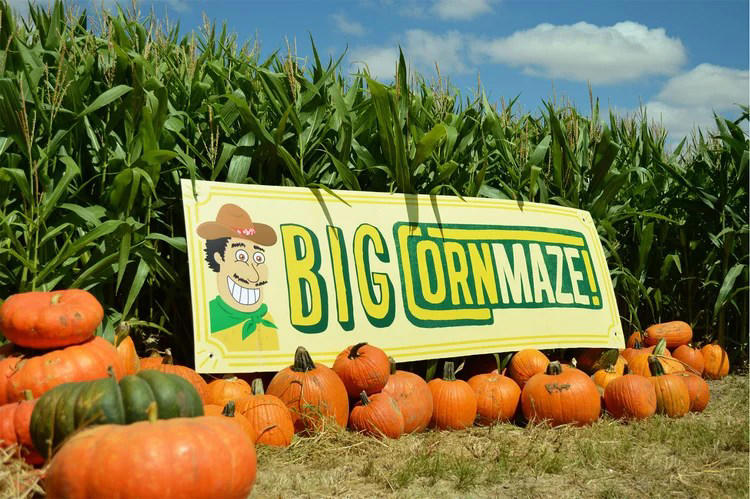 Enjoy corn mazes, Chalk the Block and Halloween Town market this weekend