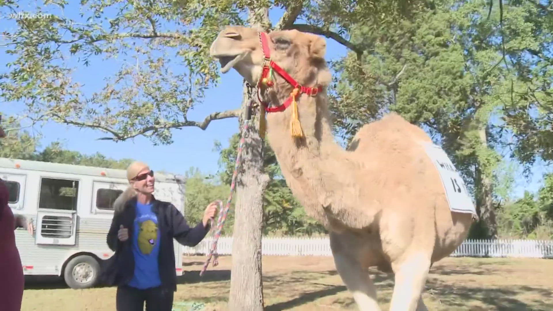 Community remembers beloved camel