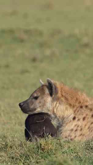 Alpha Female Spotted Hyena Protecting Her Pup