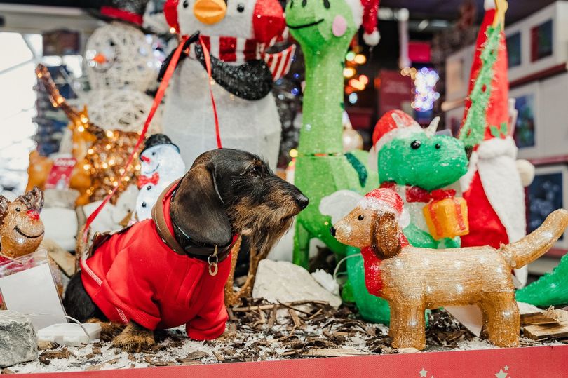 Dobbies’ Sandyholm store opens 2025 Christmas shop as festive season begins