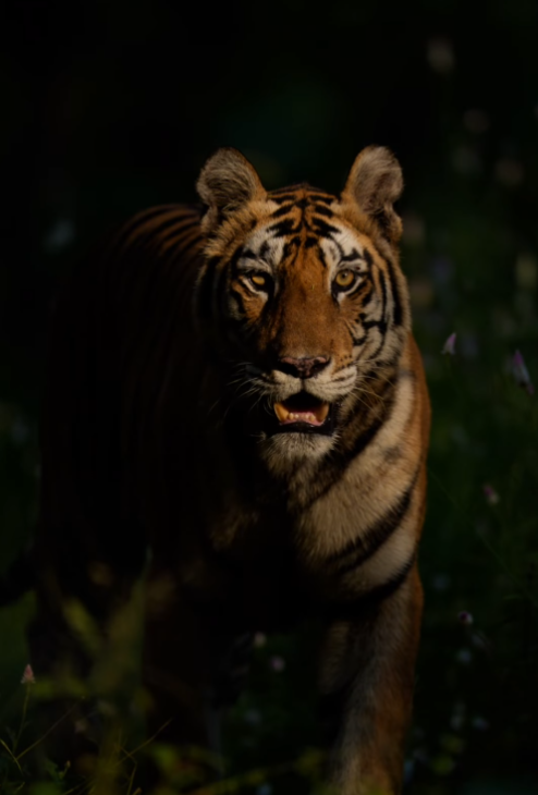 Stunning Wildlife Photography – Capturing Nature’s Beauty