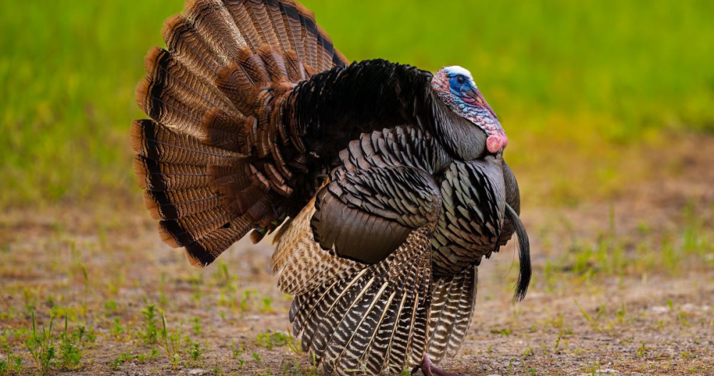 Dindon : origines, domestication et comportement de cet oiseau