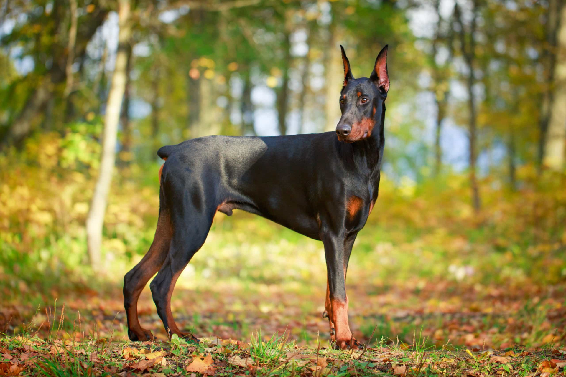 Quel chien correspond à votre signe astro?