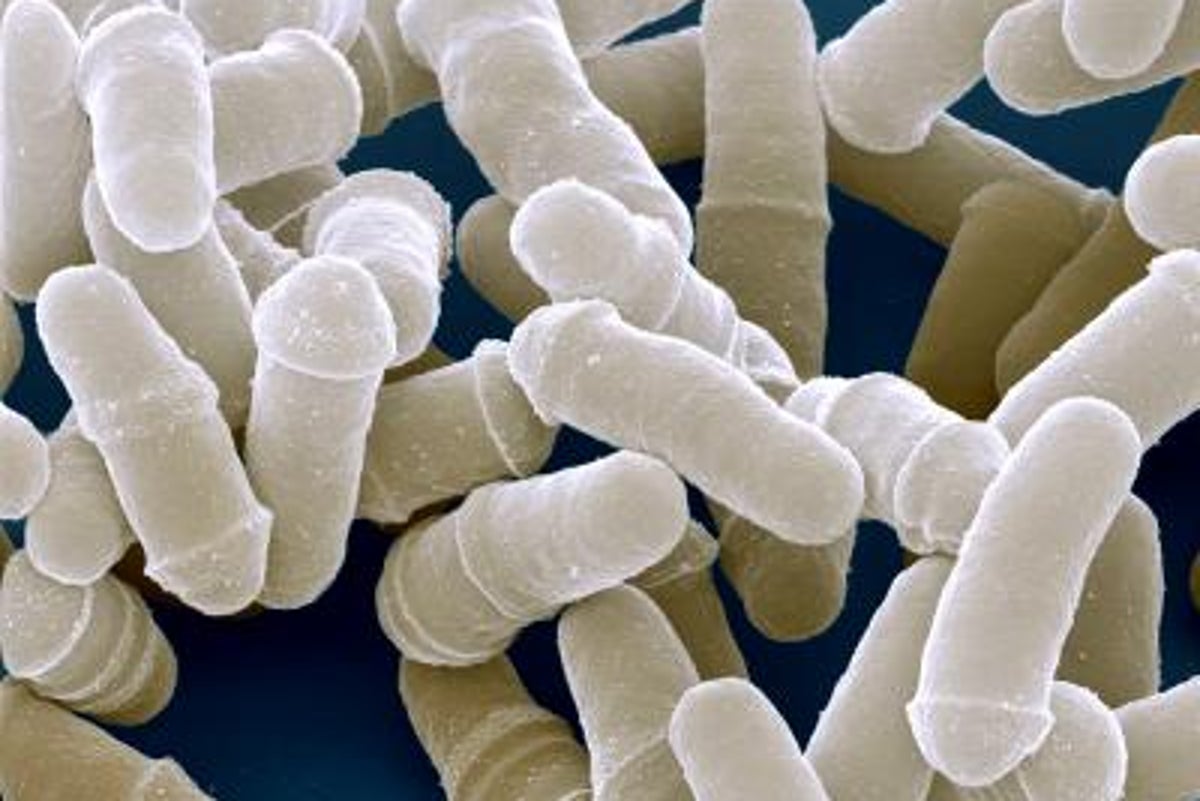 Whole new class of anti-ageing drug found to work at cell level