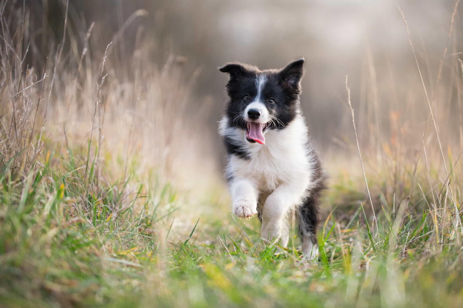 Quel chien correspond à votre signe astro?