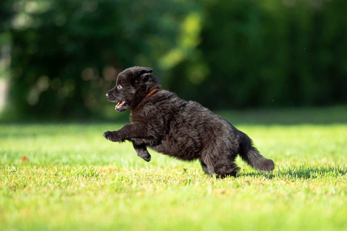 German Shepherd Puppy Named 'Miss Orange' Adorably Follows Everyone Around
