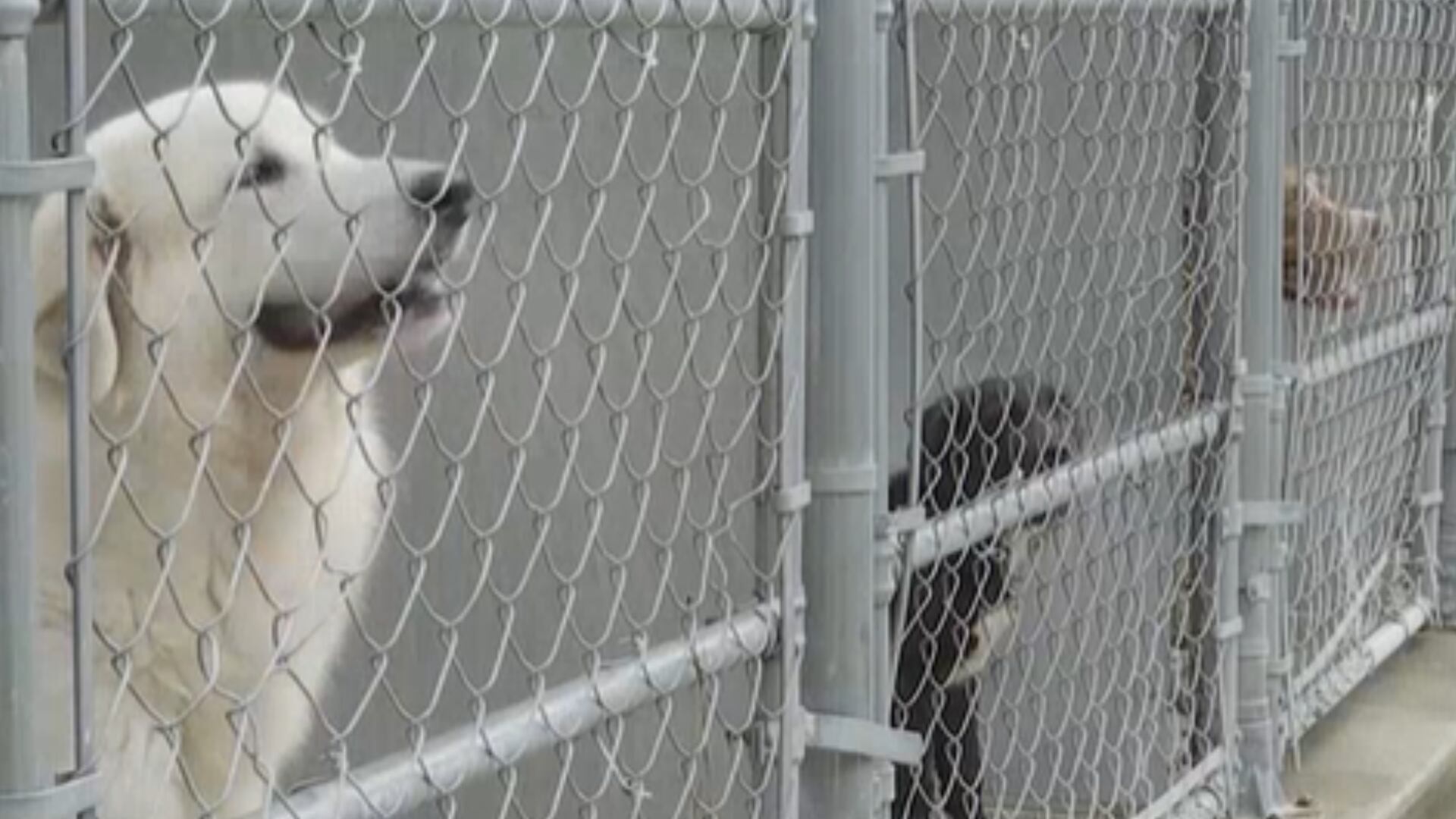 Several dogs adopted after more than 20 were abandoned three months prior