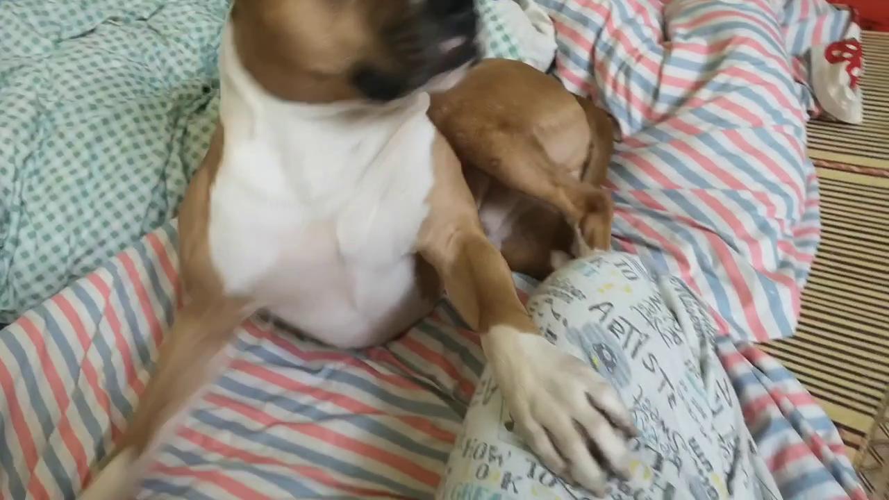 Whiny Grumble from Large Dog